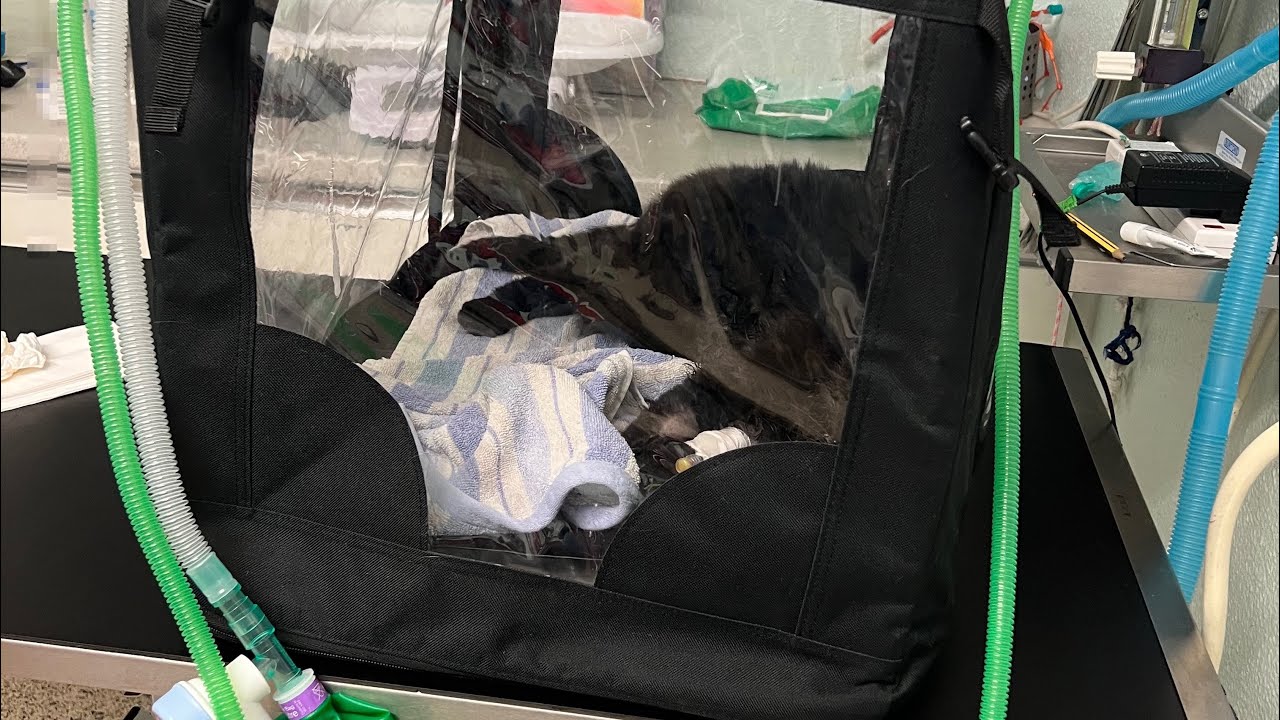 Genetic hypertrophic cardiomyopathy (My cat is dying) but early signs ...