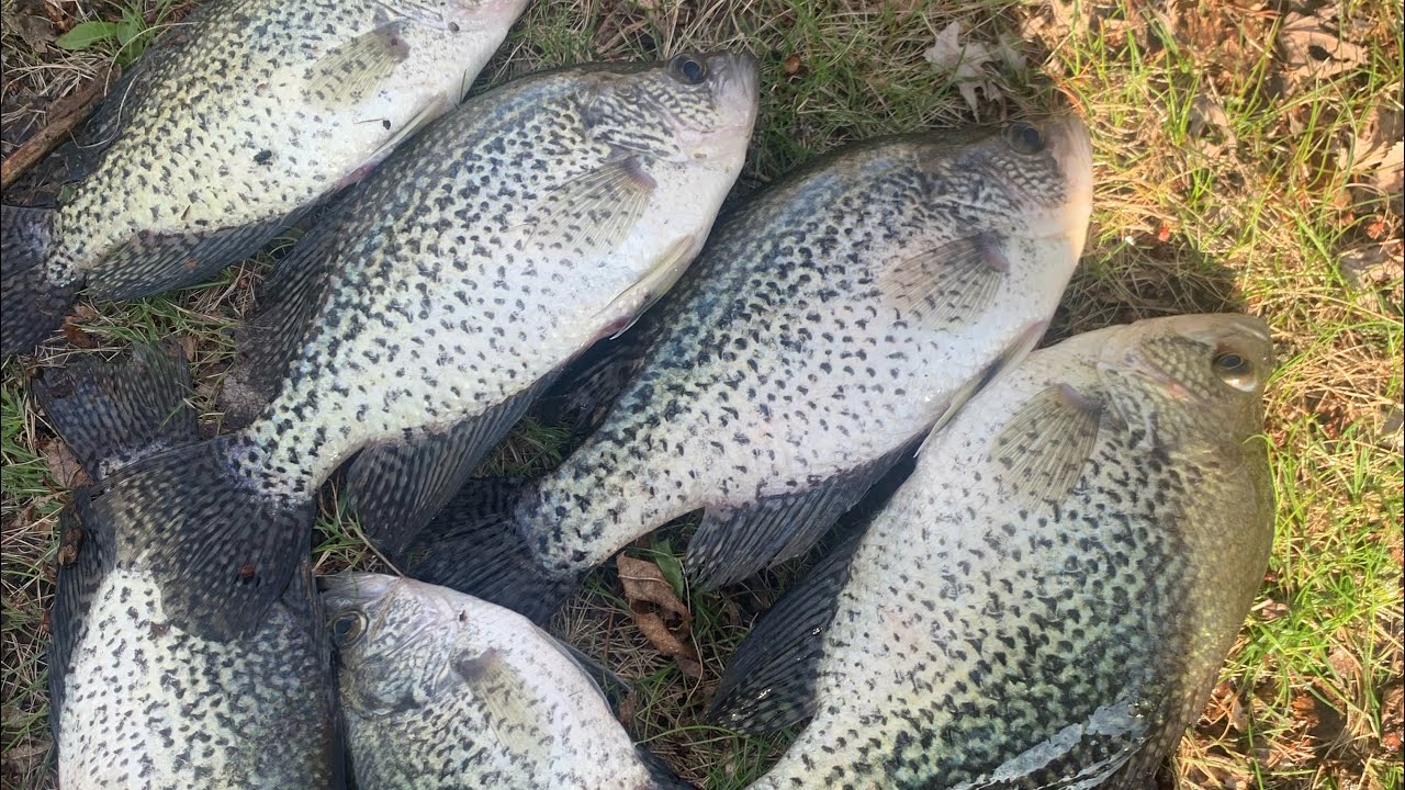 Evening crappie fishing,with live minnow and we got two big black ...