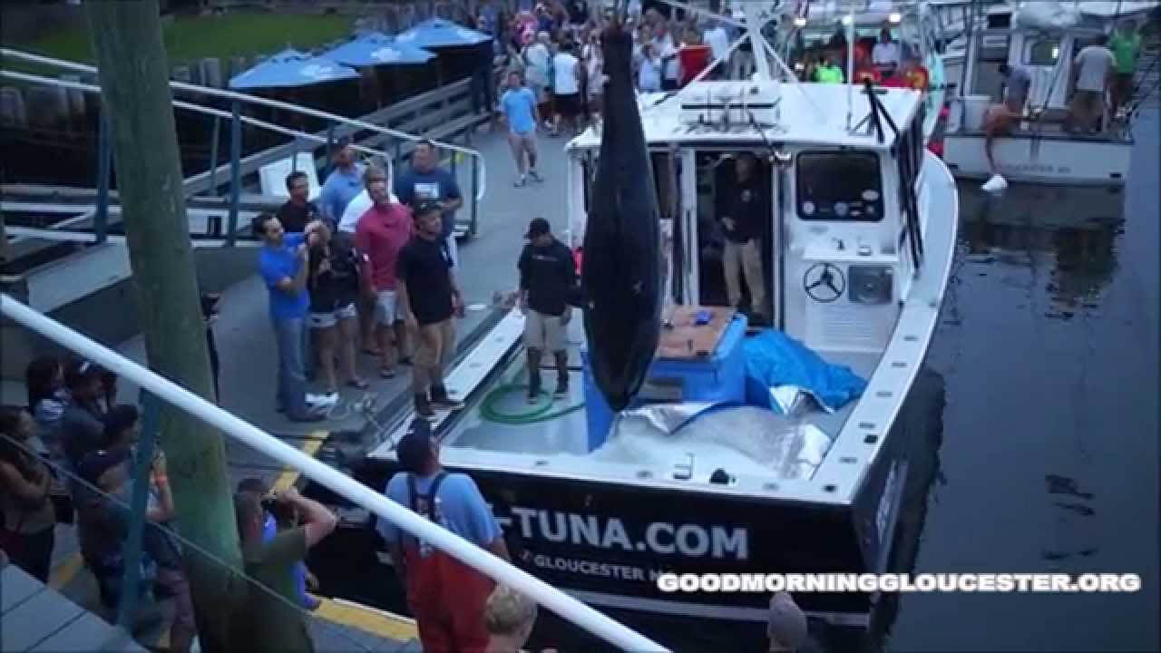 TUNA.COM LANDS 914LB TUNA AT THE 2014 BLUEFIN BLOWOUT - YouTube