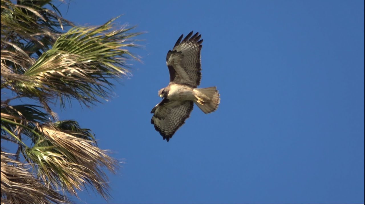 Hawk hovering in the wind by the sea - YouTube