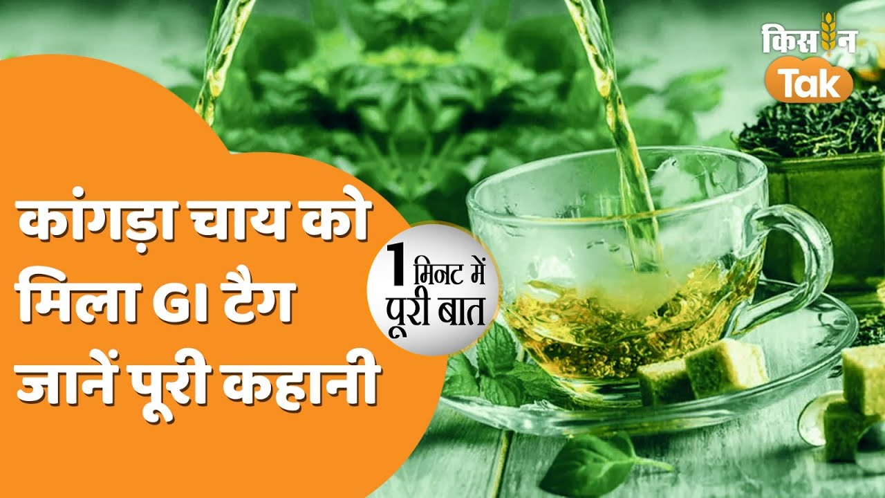 Kangra Tea: हिमाचल प्रदेश की कांगड़ा चाय को मिला यूरोपियन यूनियन का GI ...