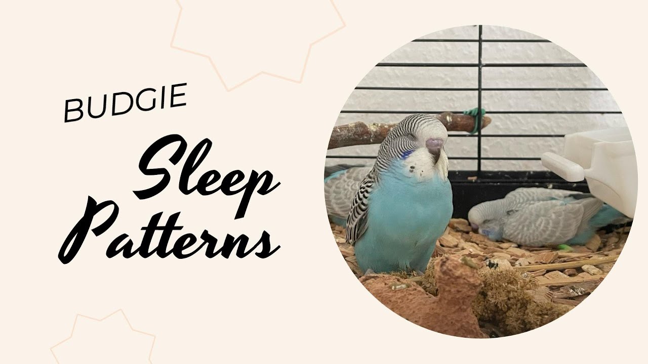 This is How Budgies Sleep! Discover Budgie Sleep Patterns - YouTube