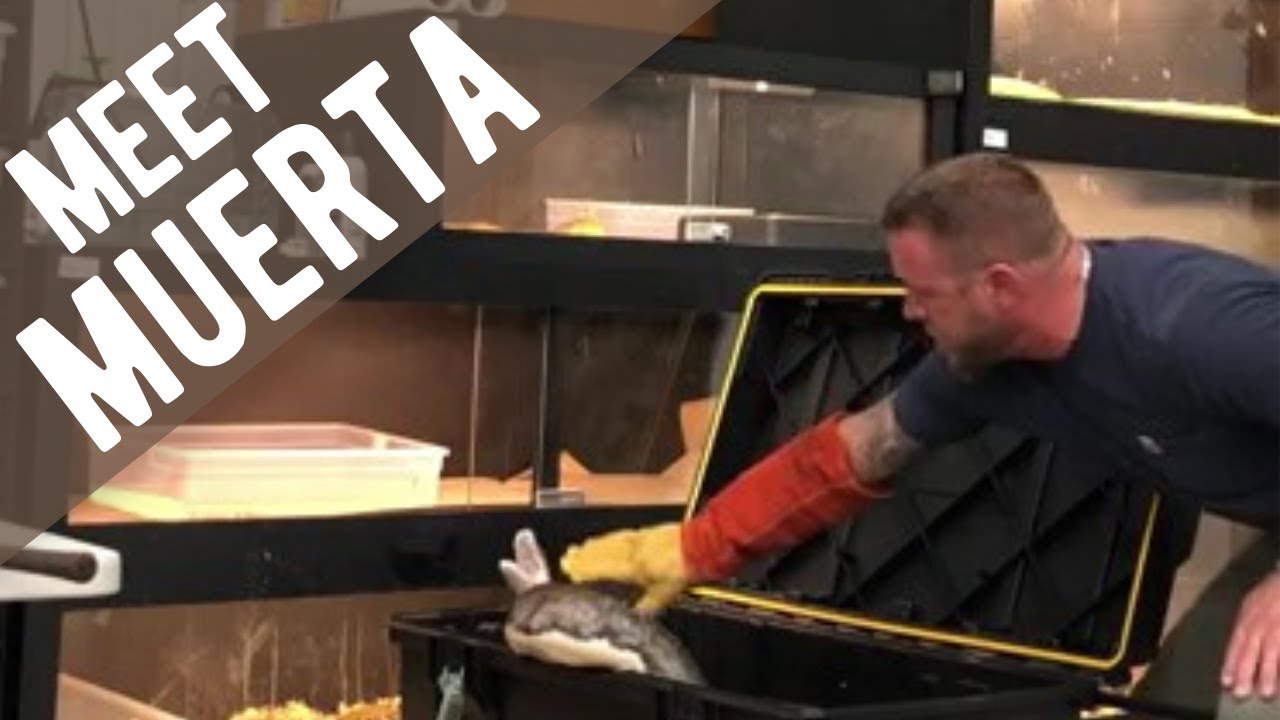 MEET MUERTA, THE 13 FOOT RETICULATED PYTHON. - YouTube