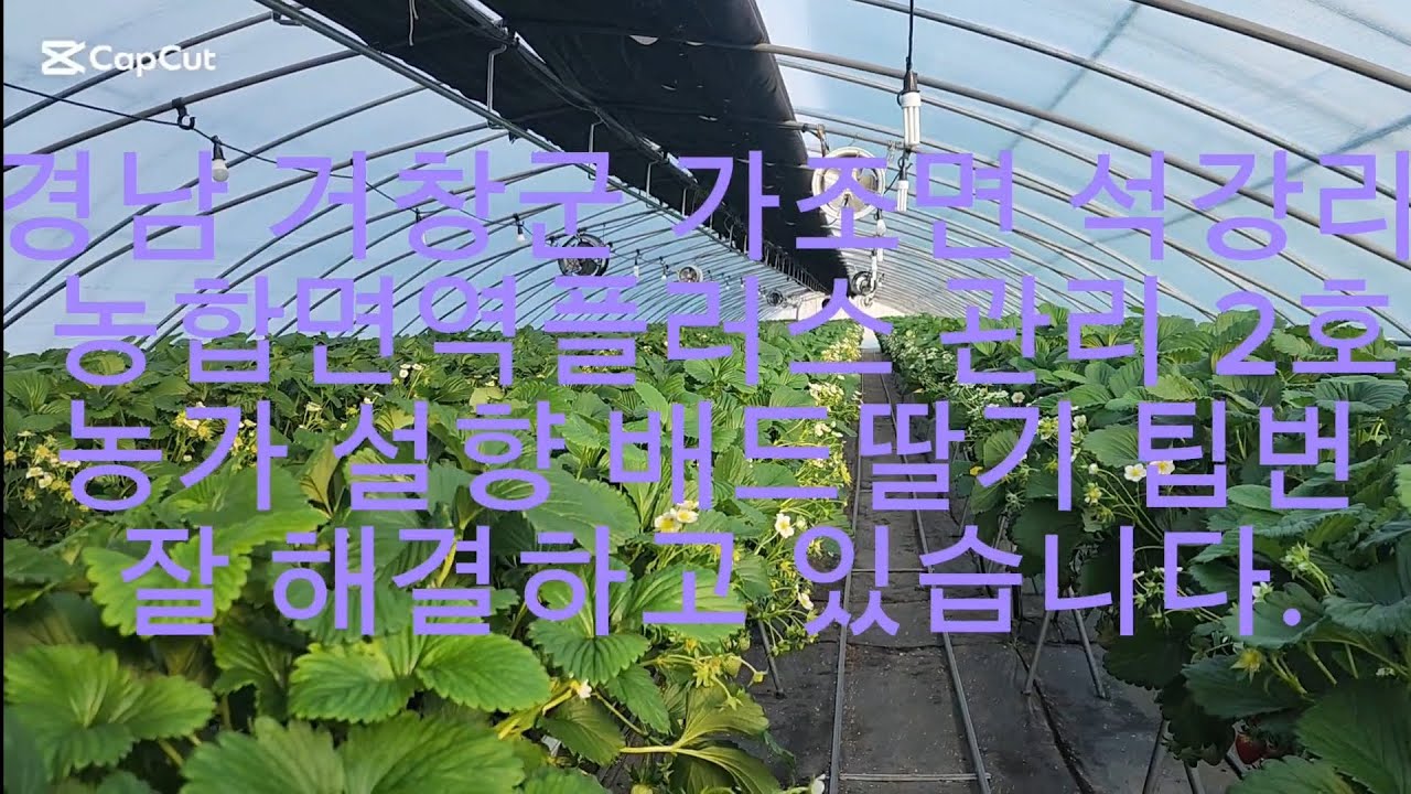 경남 거창군 가조면 석강리 농합면역플러스 관리 2호 농가 설향 배드 딸기 팁번 잘 해결하고 있습니다 경남거창가조석강설향배드
