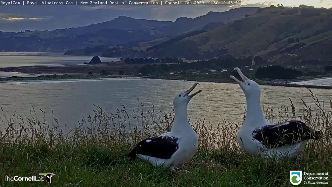 Reunion Highlights: Male Albatross Takes Over Incubation on #RoyalCam ...