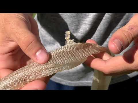 How Do Snakes Grow? - YouTube