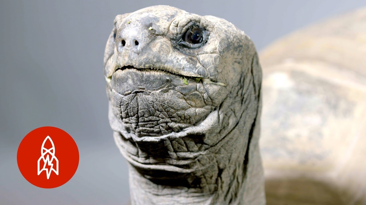 This Tortoise Will Outlive Us All - YouTube