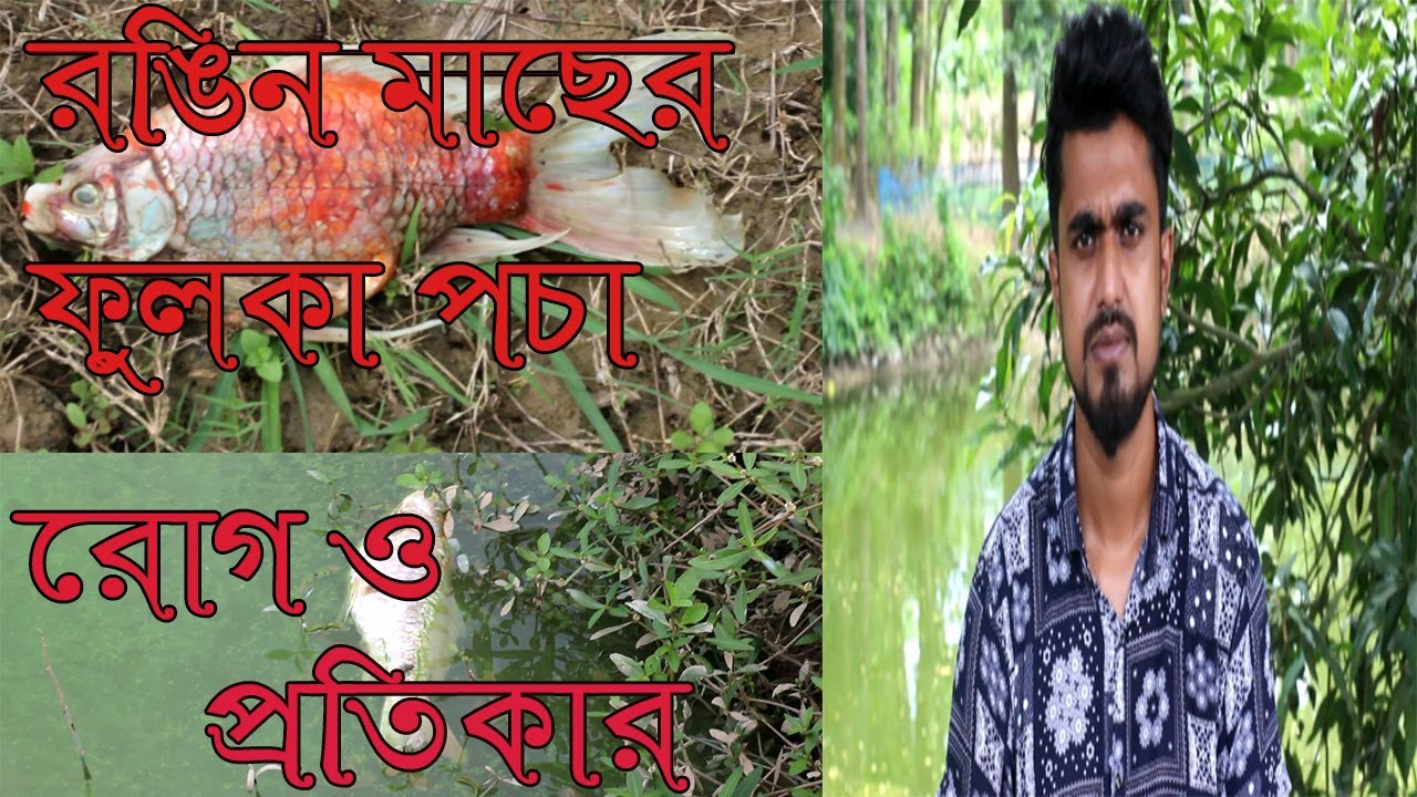রঙিন মাছের ফুলকা পচা রোগের কারণ ও প্রতিকার | Causes and remedies for ...