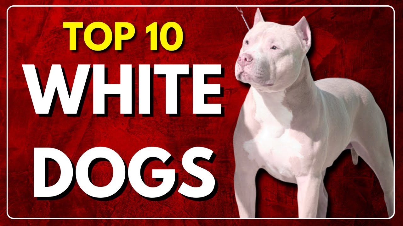 10 Elegant All-White Dog Breeds | Top 5ology - YouTube
