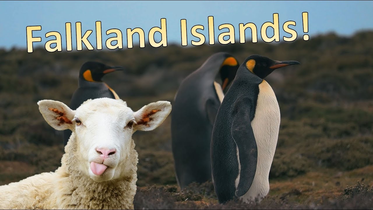 PENGUINS VS. SHEEP AT FALKLAND ISLANDS - YouTube