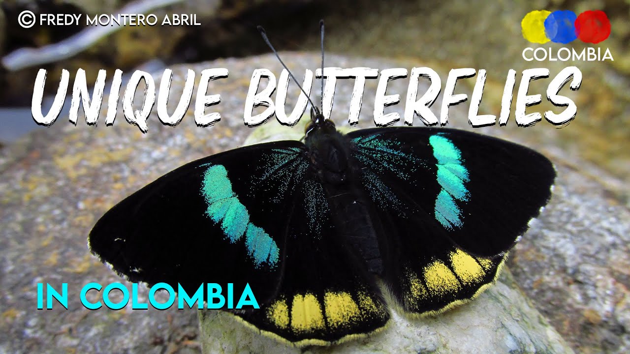 Butterfly Watching in Colombia – THE BUTTERFLY PARADISE - YouTube
