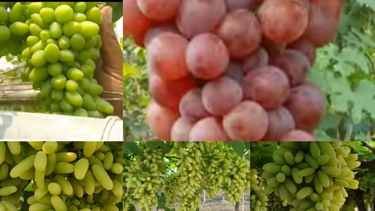 Anushka angur and J R Mondal Nursery all fruit plant nursery Hindi me ...