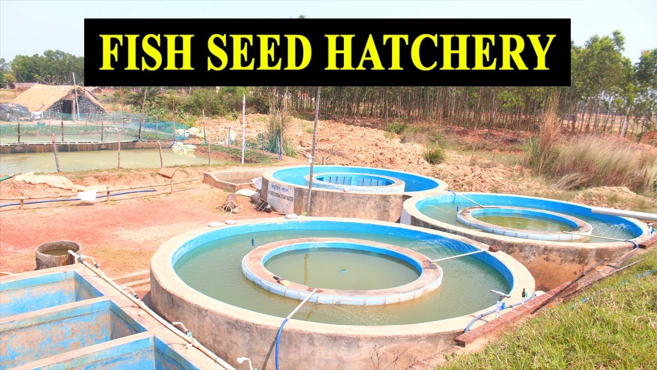 FISH SEED HATCHERY || FISH SPAWN || RAMSAGAR || BANKURA || WEST BENGAL ...