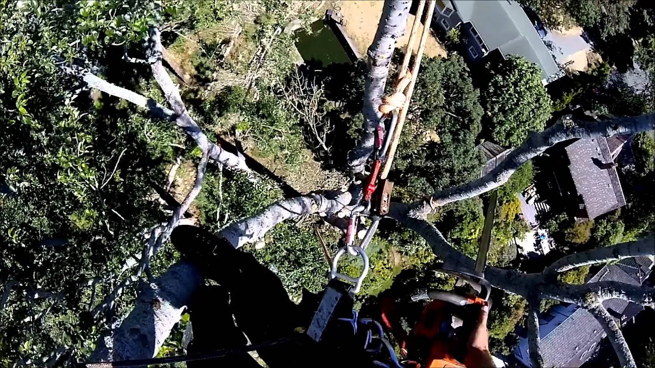 Coastal Tree Services - Poplar Removal - YouTube