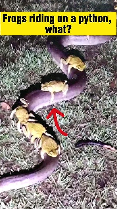 FROGS riding on a PYTHON, WHAT ? #trendingshorts #shortsvideo # ...