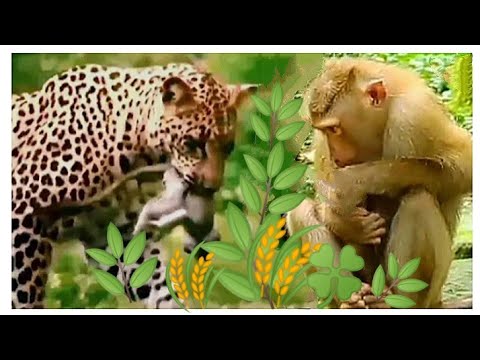 anak babon mati diterkam jaguar@df.wibawa#hewan#binatang #jaguar