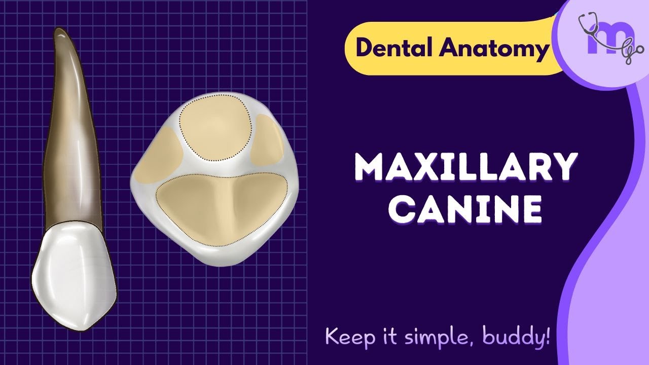 Maxillary Canine Anatomy Explained - YouTube