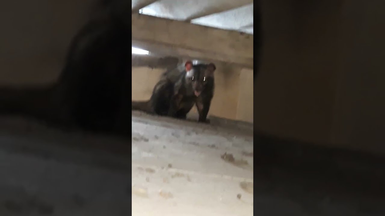 Creature Caught on camera - YouTube