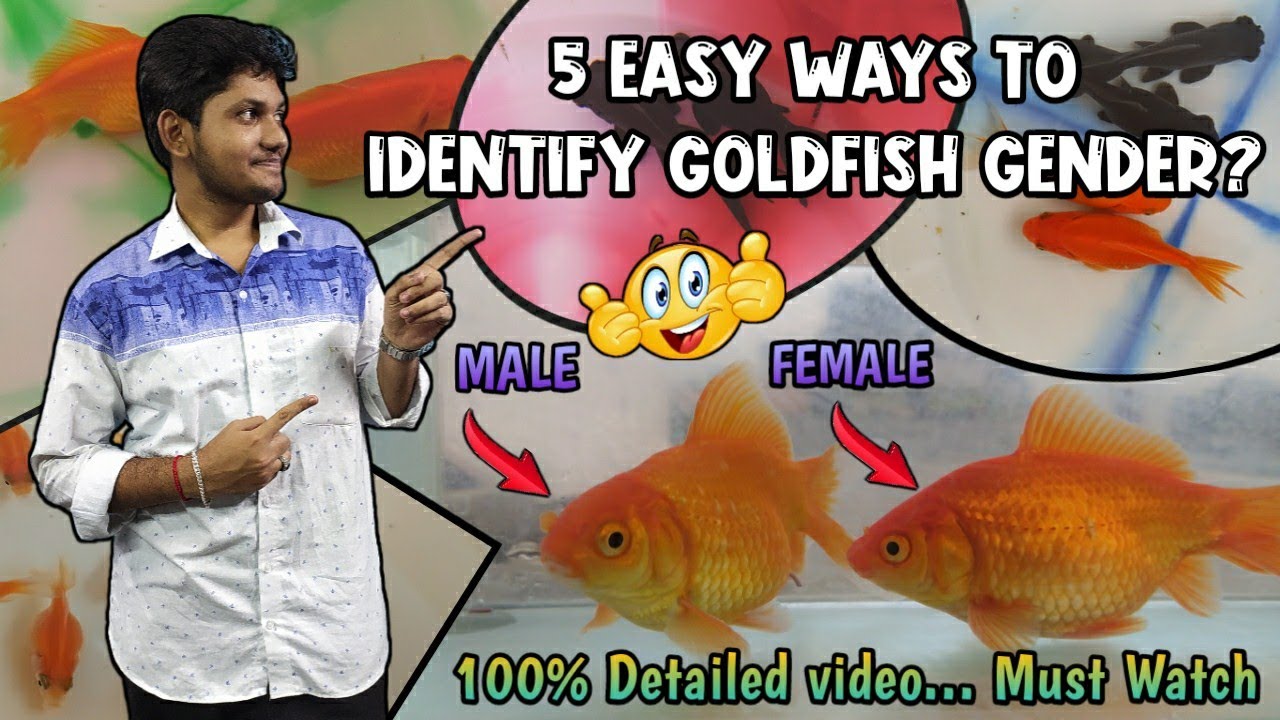How To Identify Gold Fish Gender 5 Easy Ways To Identify Male Or how-to-identify-gold-fish-gender-5-easy-ways-to-identify-male-or