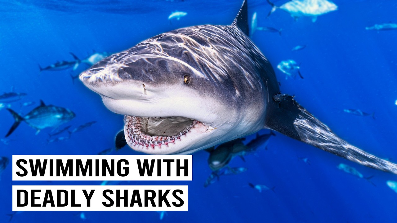 Diving Into Shark Infested Waters in Fiji | Of Shark And Man - YouTube