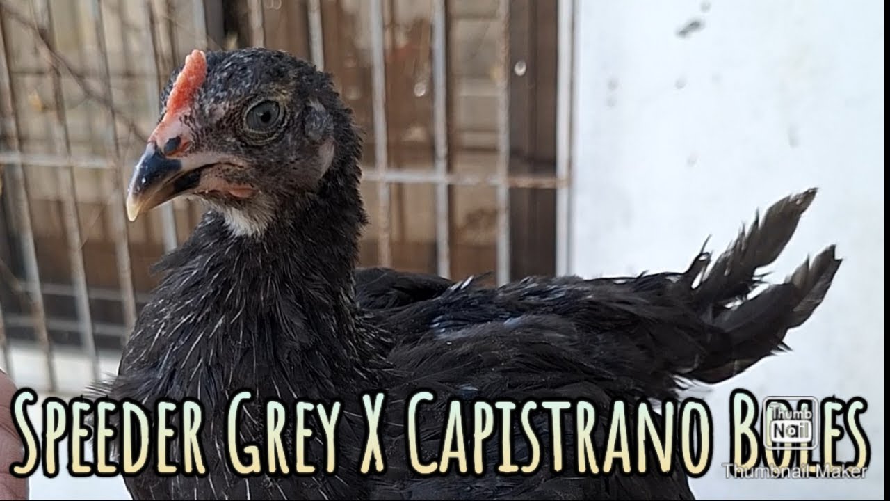 Old line Speeder Grey X Capistrano Boles - YouTube