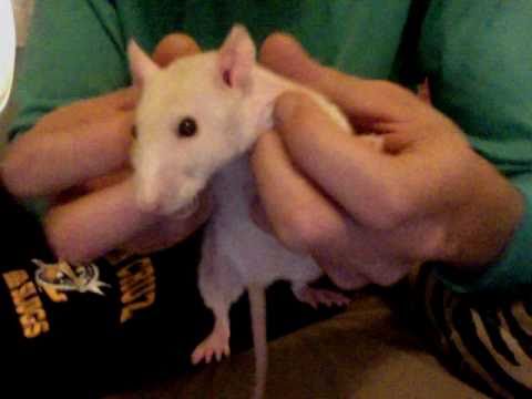 My Rat Jigglypuff dancing and Beatboxing (Dubstep)!! - YouTube