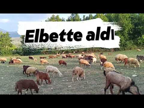 Yeni Aldığım Halep Keçisi ve Kilis Keçileri. Hangisi Daha Verimli?