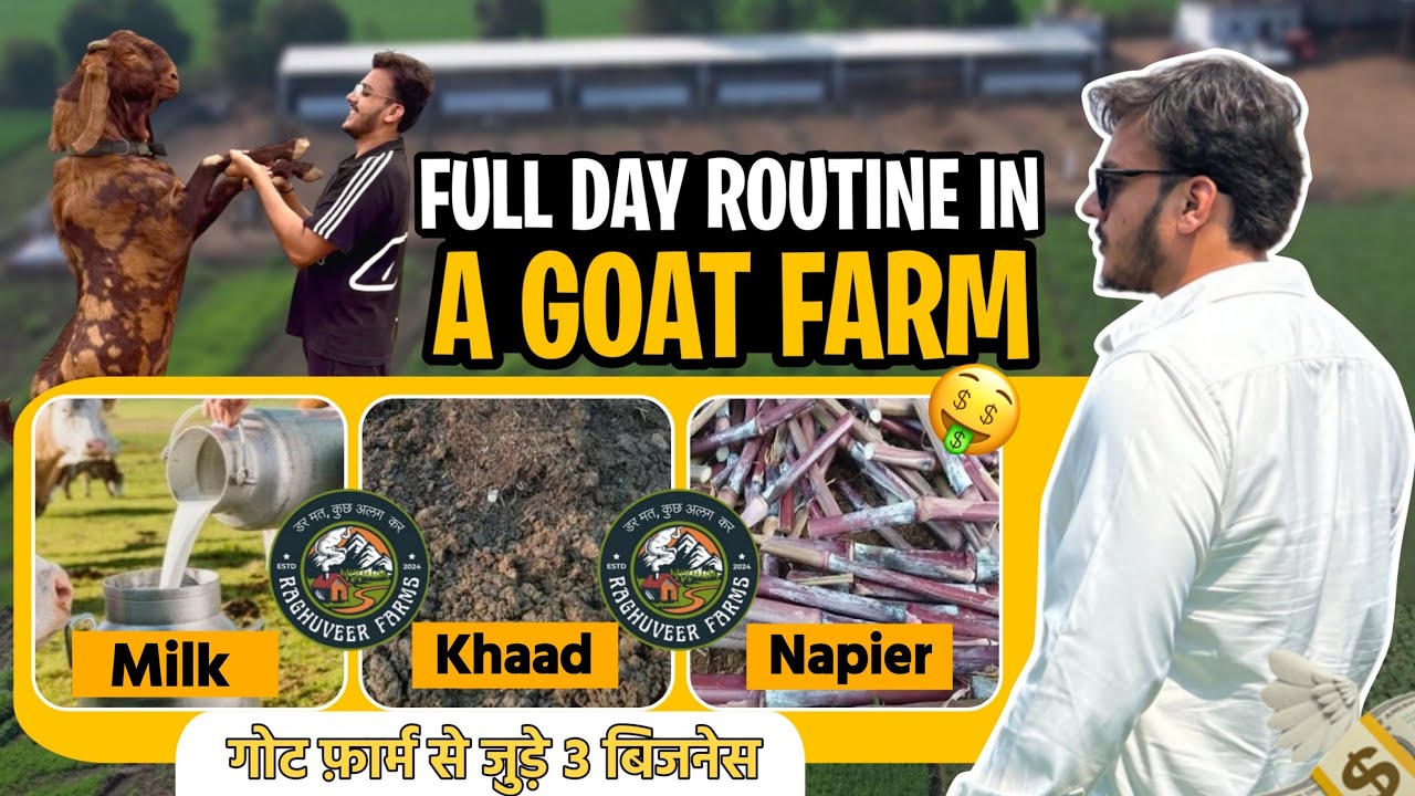 “Raghuveer Farms | गोट फार्म routine |🐐| नेपियर , ख़ाद और दूध से कमाई ...