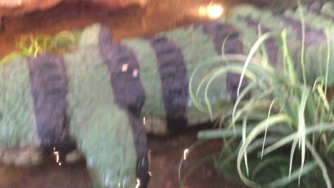Rainforest cafe crocodile - YouTube