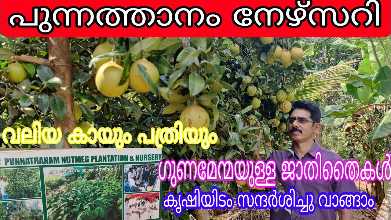 Punnathanam Nutmeg Nursery#antony muniyara VIogs - YouTube