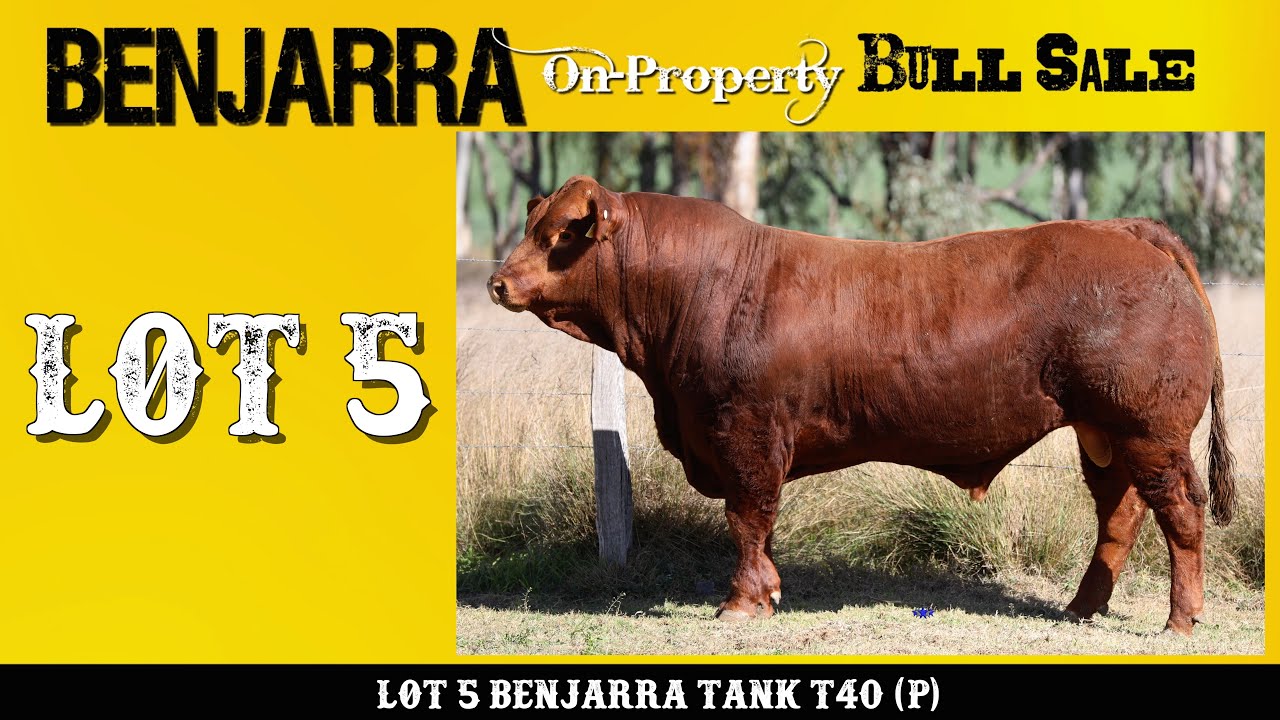 Lot 5 Benjarra Tank T40 (P) - YouTube