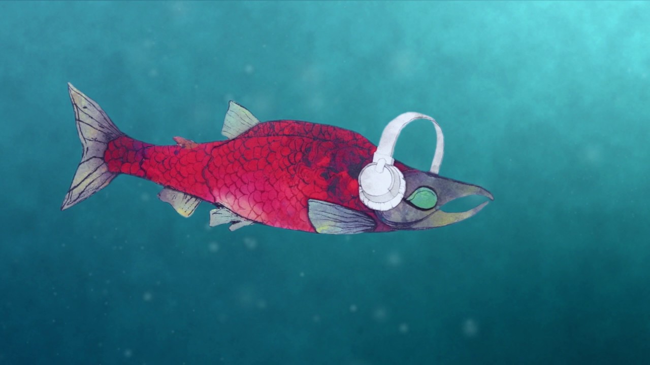 Sally the Salmon - YouTube