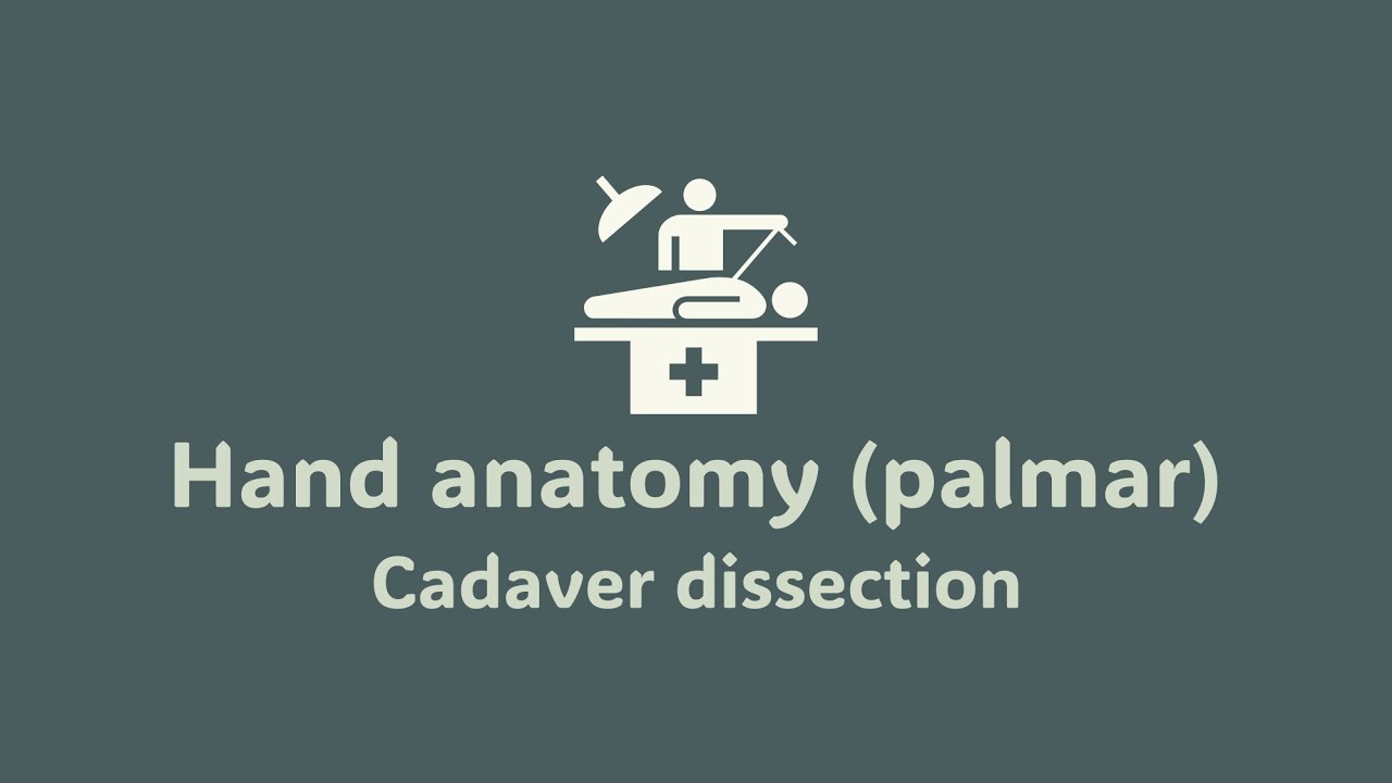 Hand anatomy (palmar) - Cadaver dissection - YouTube