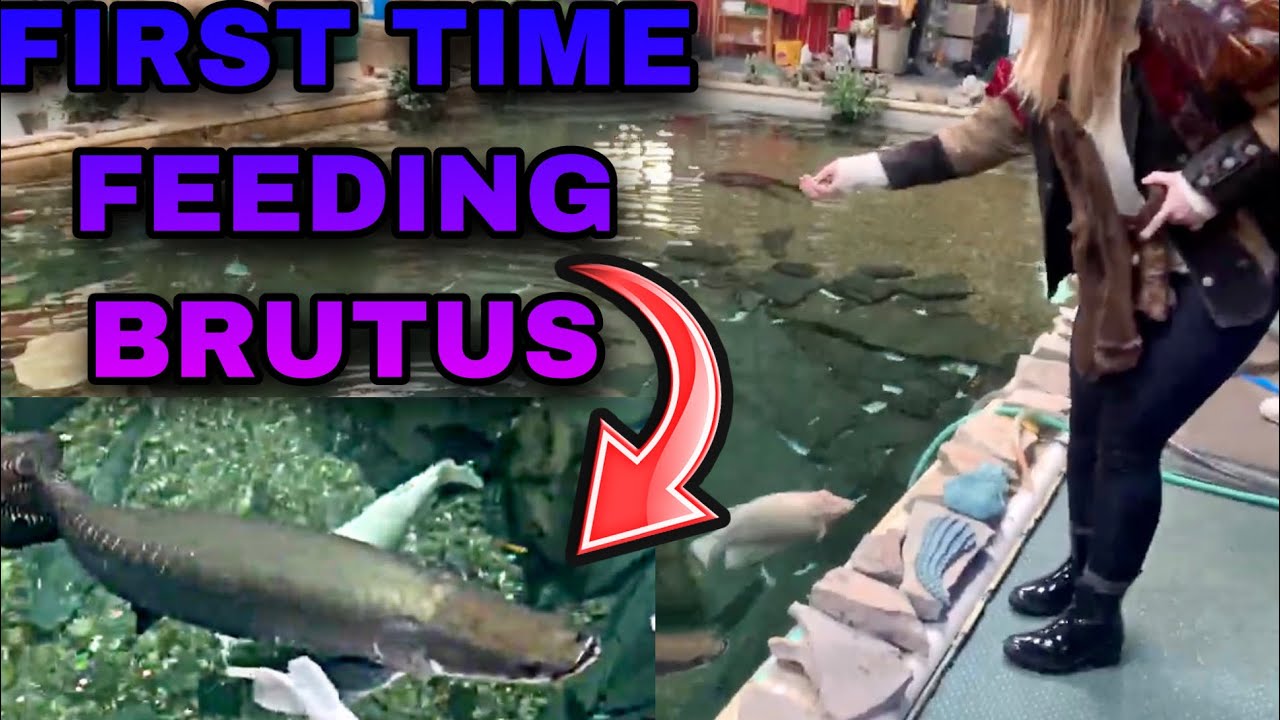 Feeding a 5 foot arapiama at Ohio Fish Rescue !! - YouTube