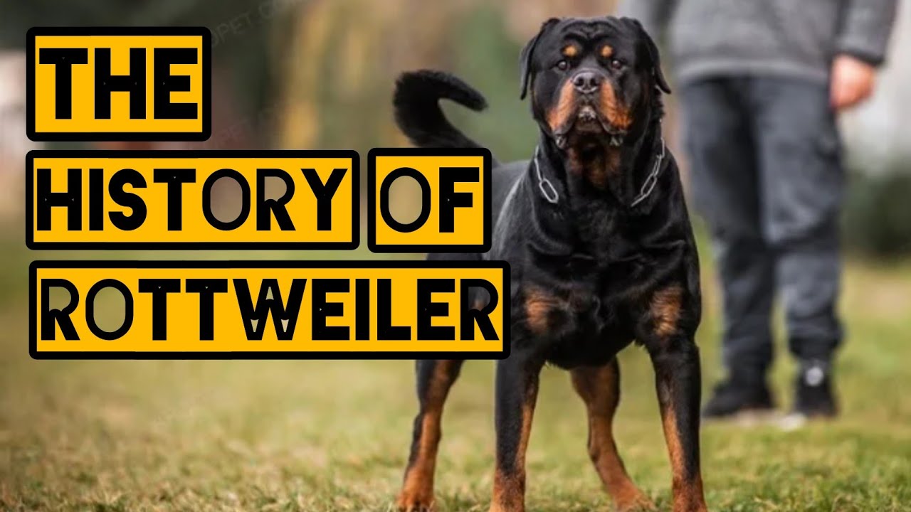 THE HISTORY OF ROTTWEILER - YouTube