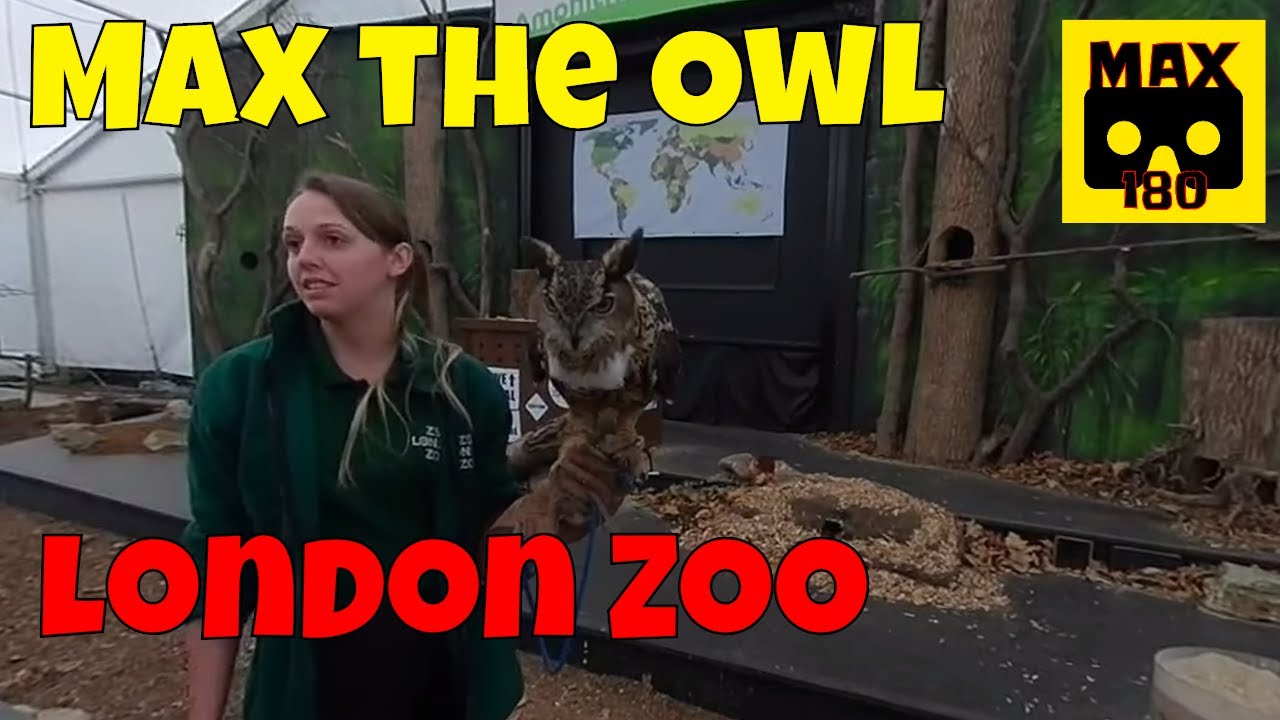 Max the Owl at London Zoo (VR180 - 3D) - YouTube