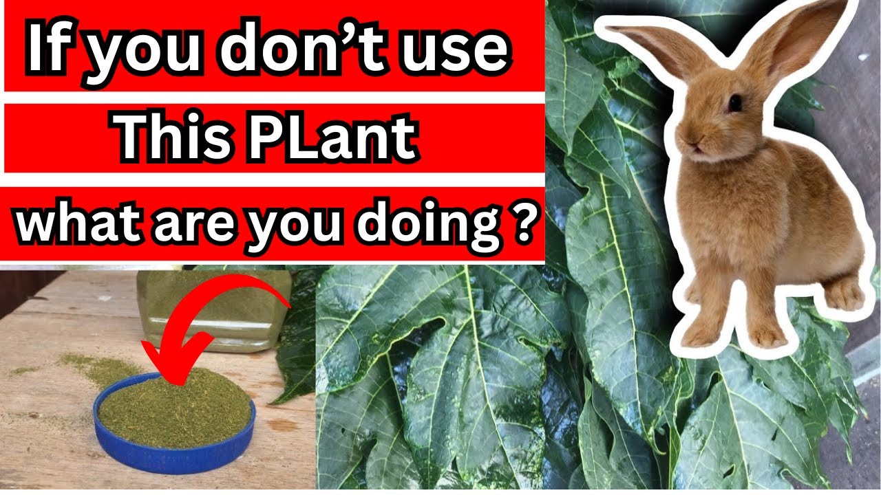 A magical Natural herb every rabbit farmer needs to deworm rabbits ...