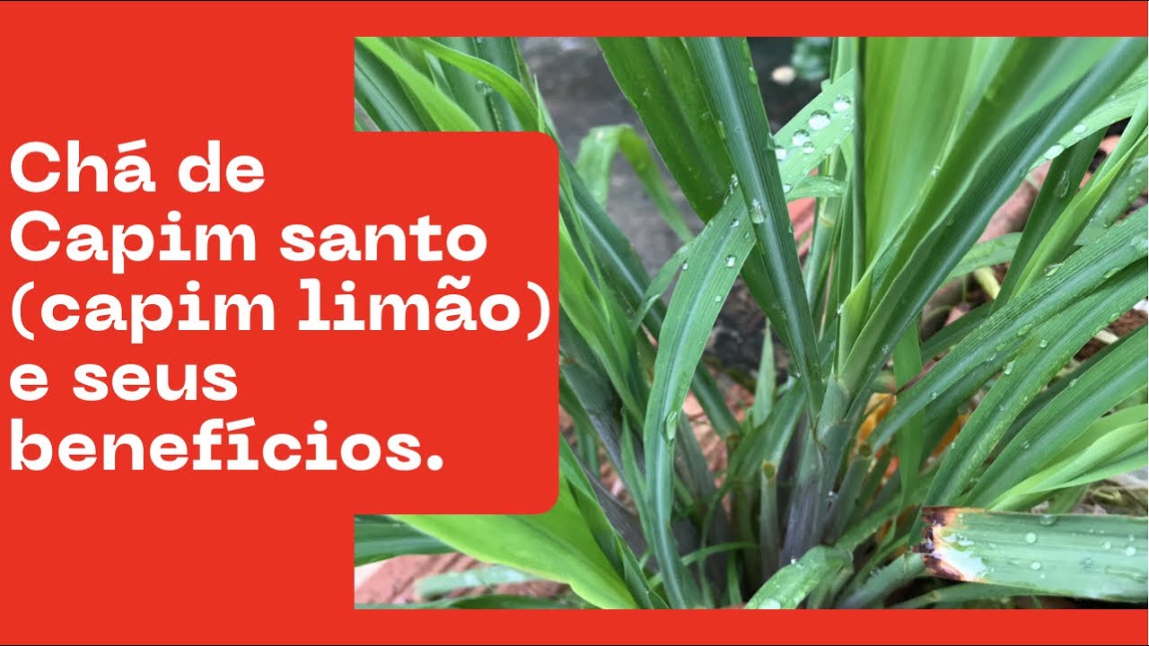 Tudo sobre Capim santo (capim limão) como tomar, contra indicações, chá ...
