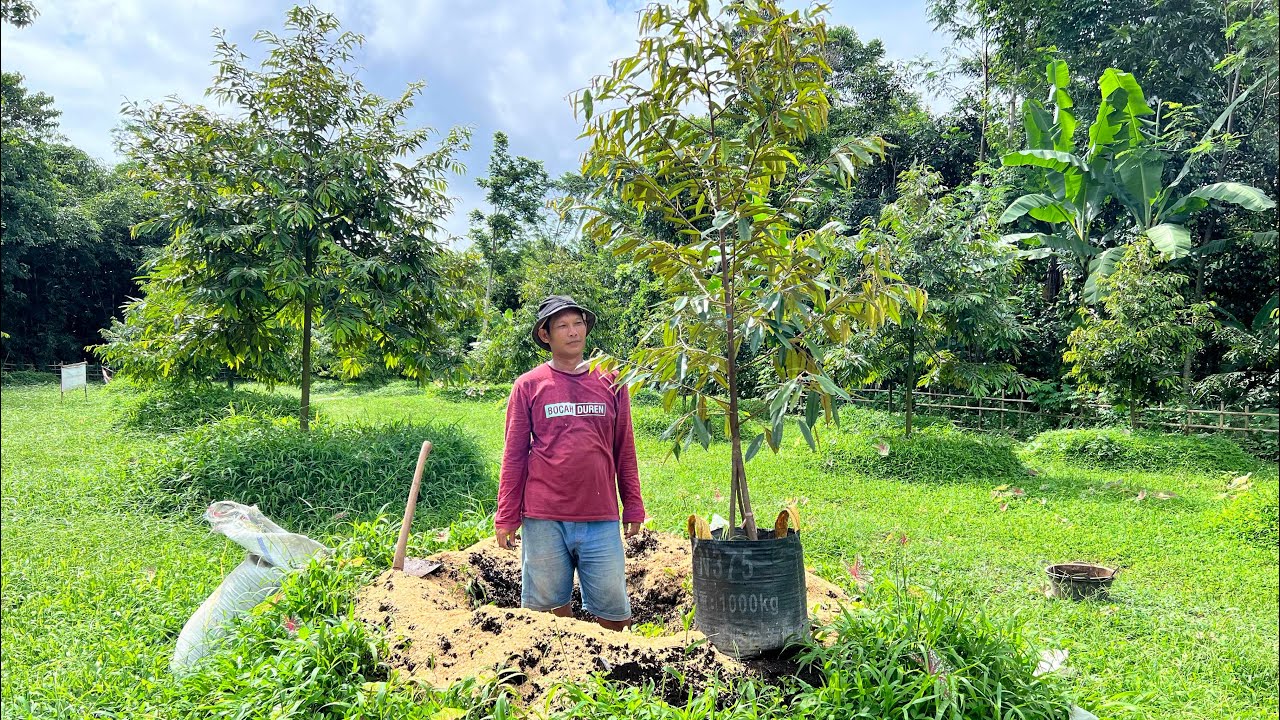 Cara Menanam Durian Sistem Busut | Pohon Lebih Sehat Dan Subur - YouTube