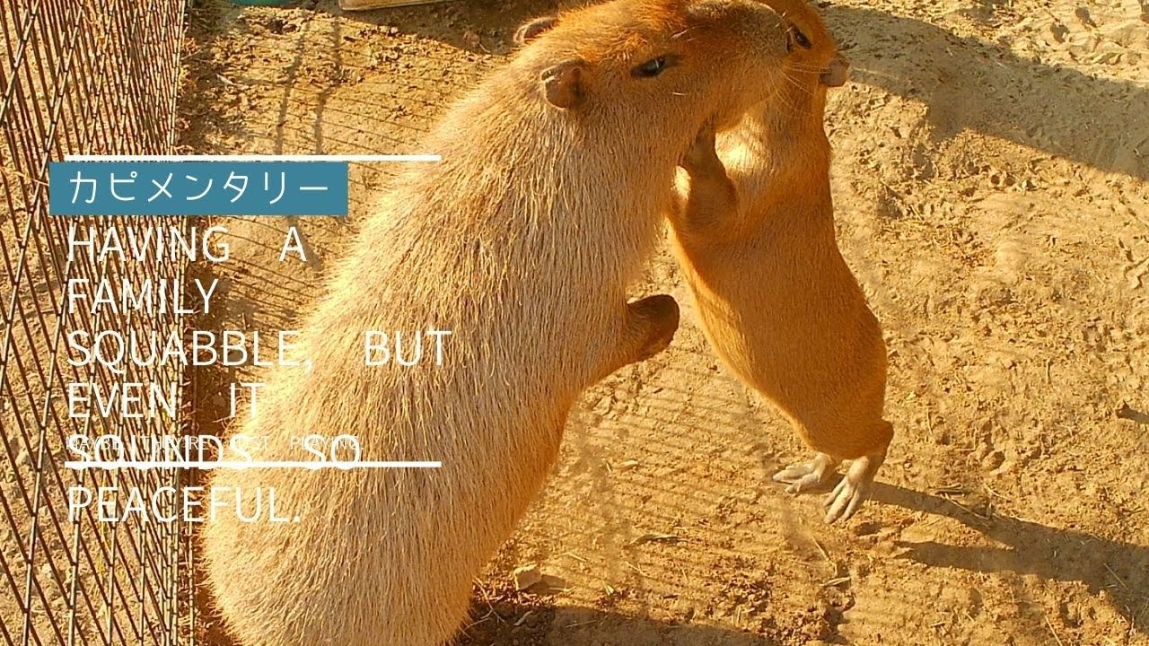 Having a family squabble, but even it sounds so peaceful. - YouTube