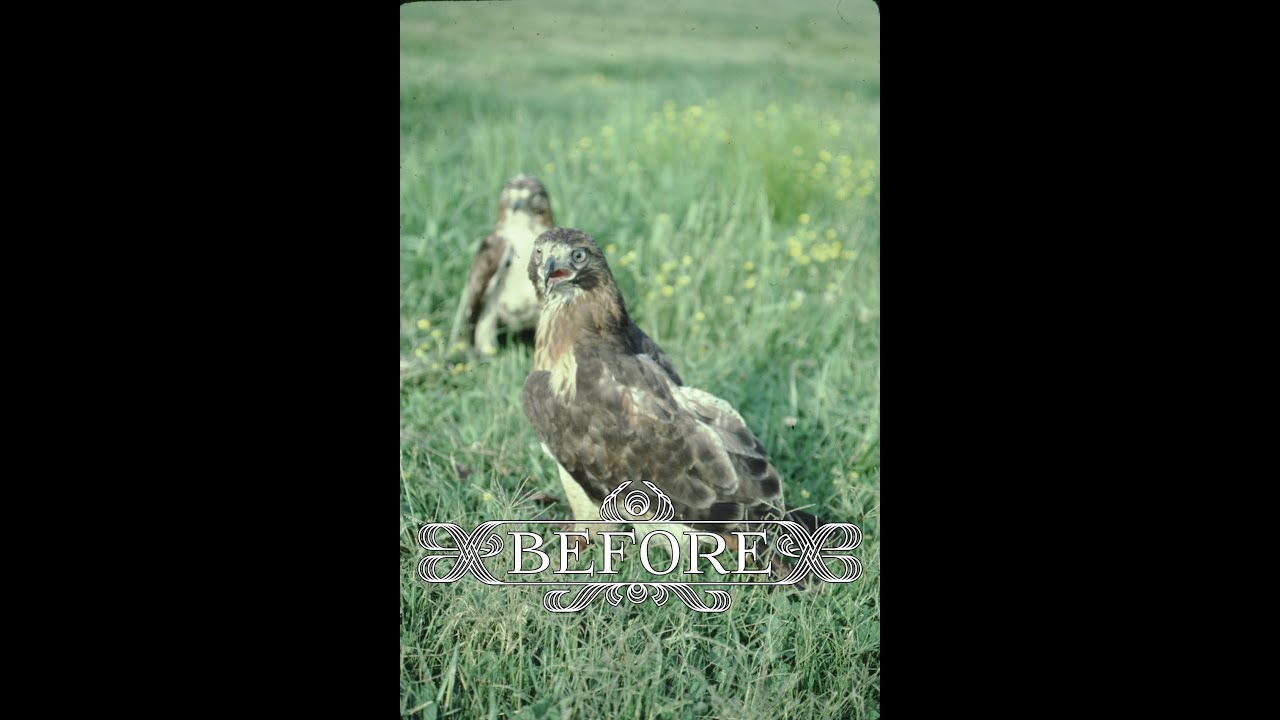 Surprised Hawk - YouTube