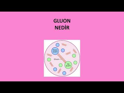 GLUON NEDİR?