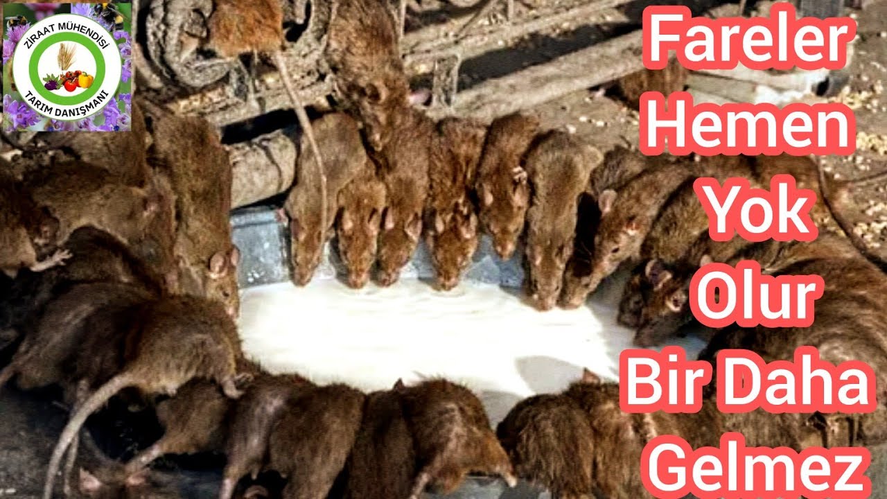 Sıçanlar Ve Fareler Zehir Olmadan Bahçenizi Hemen Terk Edecek 🐀Aşırı ...