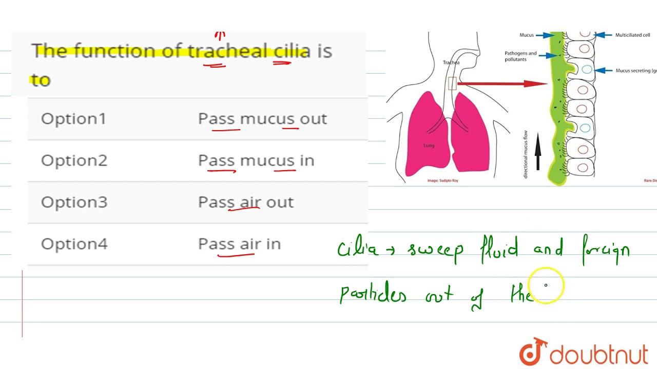 Cilia Function