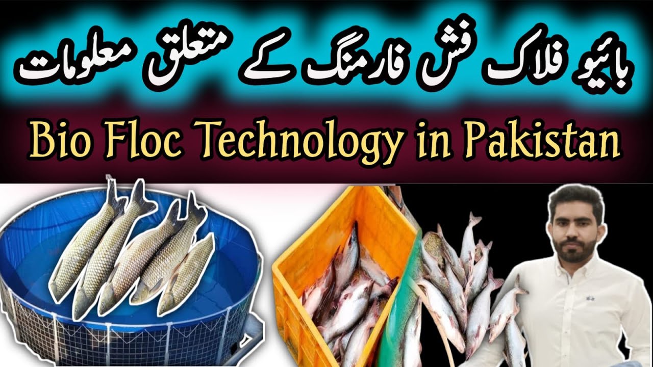 Biofloc Fish Farming In Pakistan | How To Start Biofloc Fish Farming ...