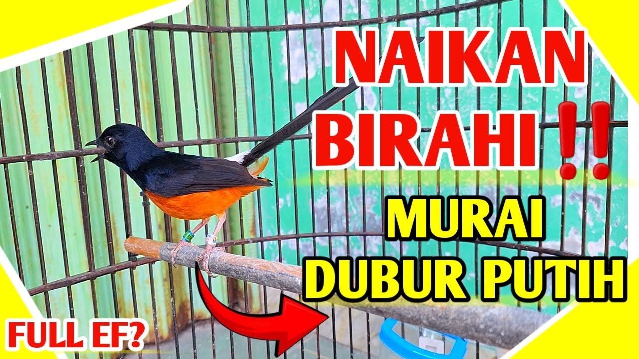 MURAI BATU DUBUR PUTIH BELUM GACOR‼️CARA MENAIKAN BIRAHI MURAI BATU ...