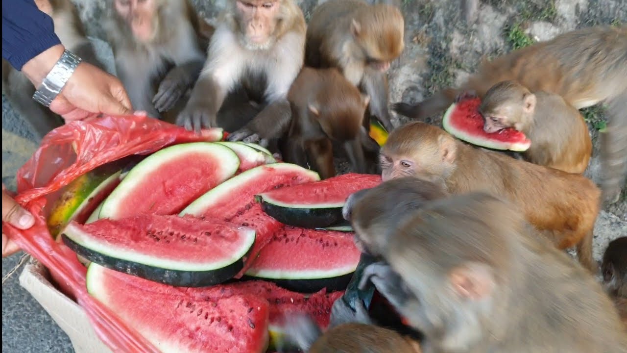 feeding 40 kilogram watermelon to the Hungry wild monkey - YouTube
