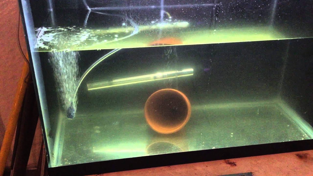 Clownfish Fry day 1 - YouTube