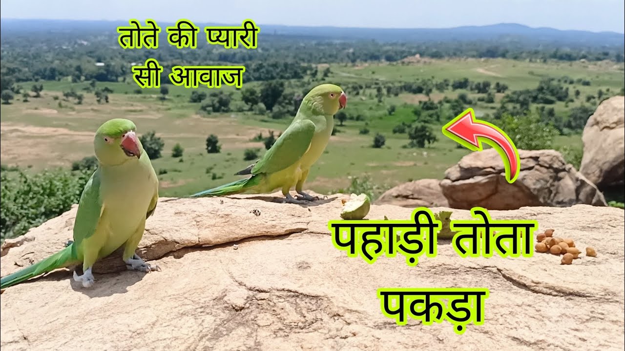 तोते की प्यारी सी आवाज पहाड़ी तोता #mitthu #parrotcatch #parrotfood # ...