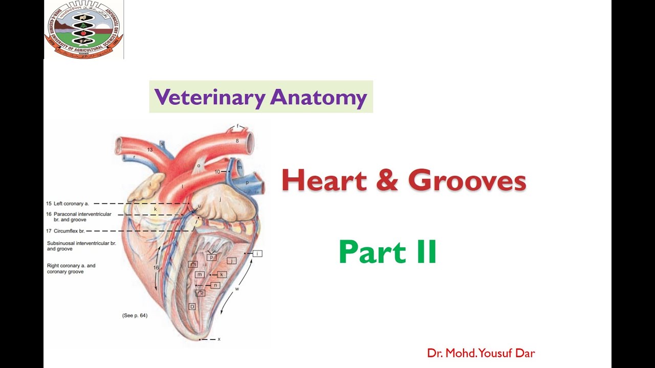 Grooves of bovine heart # heart of ox# first year veterinary anatomy ...